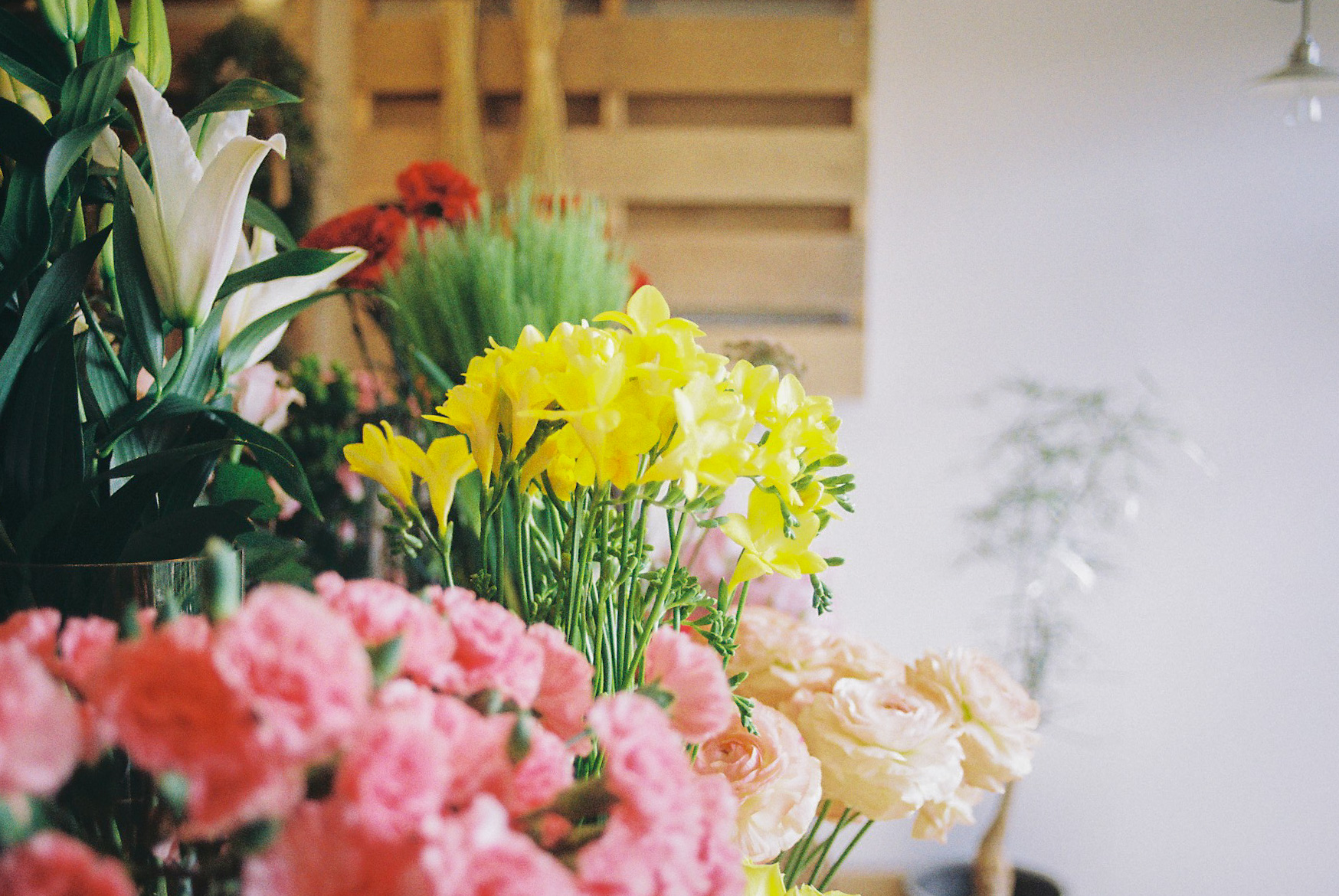 FLOWER OF LIFE – Hibi